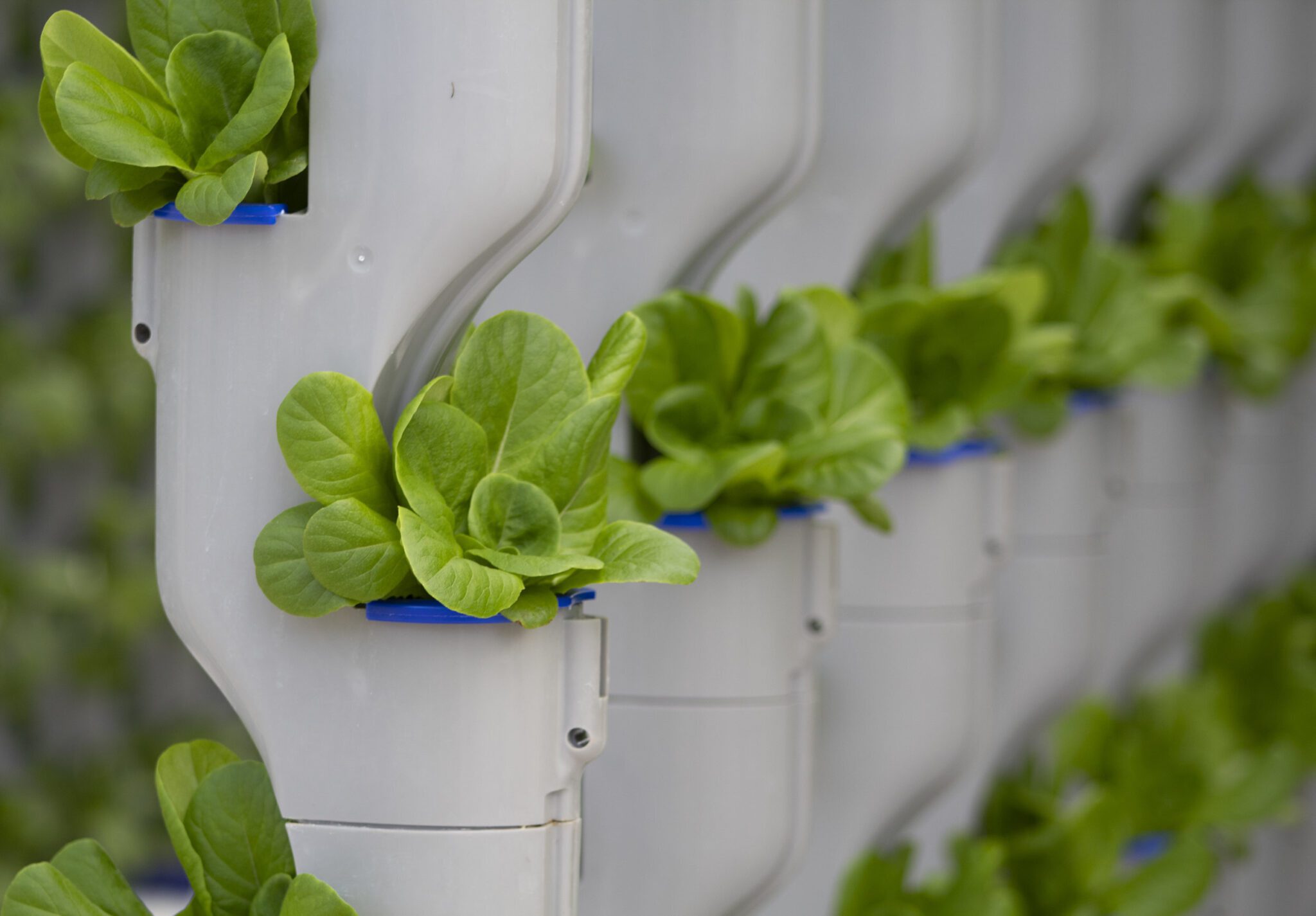 Most Popular Sustainable Hydroponic Systems For Hydroponic Lettuce ...