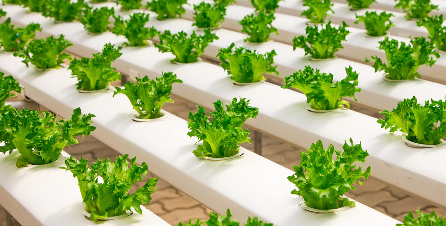 Utilizing Advanced Hydroponic Techniques For Specialized And Niche Crop ...